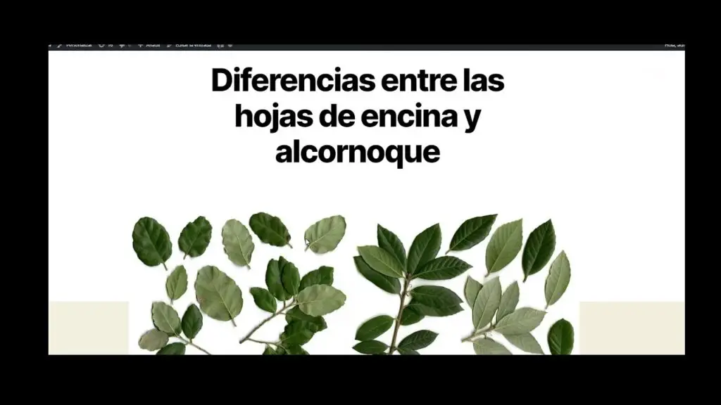 Descubre la verdadera diferencia entre la encina y el alcornoque